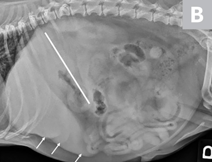 Hepatobiliary Imaging with Radiography & Ultrasonography: Liver ...
