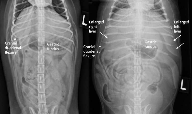 Hepatobiliary Imaging with Radiography & Ultrasonography: Liver ...