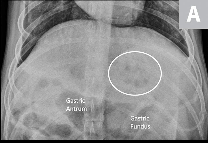 Hepatobiliary Imaging with Radiography & Ultrasonography: Liver ...