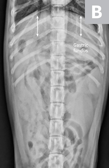 Hepatobiliary Imaging with Radiography & Ultrasonography: Liver ...