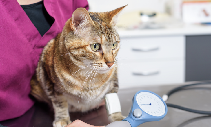 The New Gold Standard for Hypertensive Cats with Dr. Beckett ...