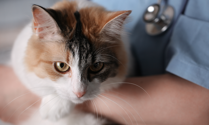 Fresh Frozen Plasma Use in Cats | Clinician's Brief