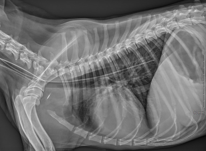 Assisted Enteral Feeding in Dogs with Protein-Losing Enteropathy ...