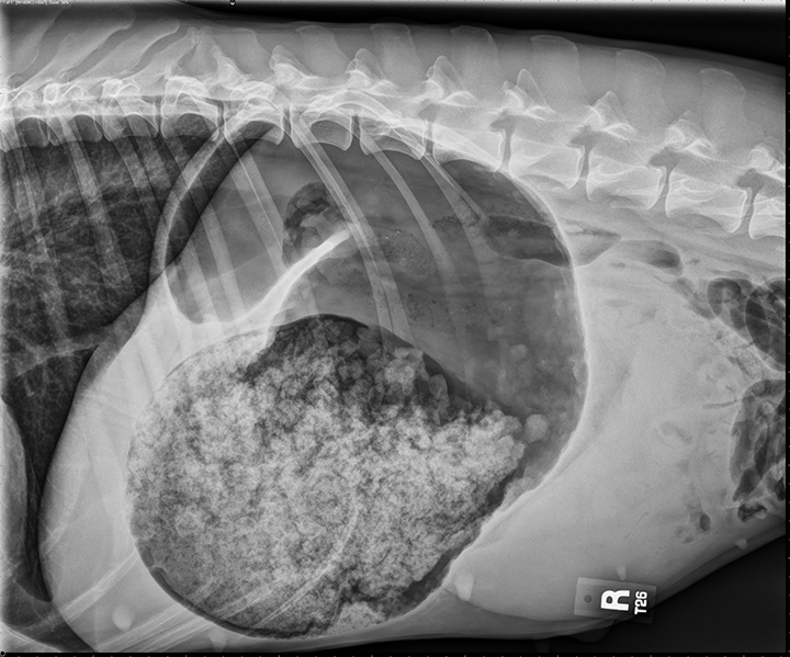 Gastric Dilatation-Volvulus in Dogs | Clinician's Brief