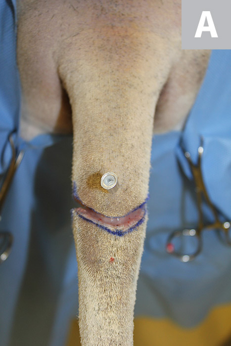 Therapeutic Tail Amputation | Clinician's Brief