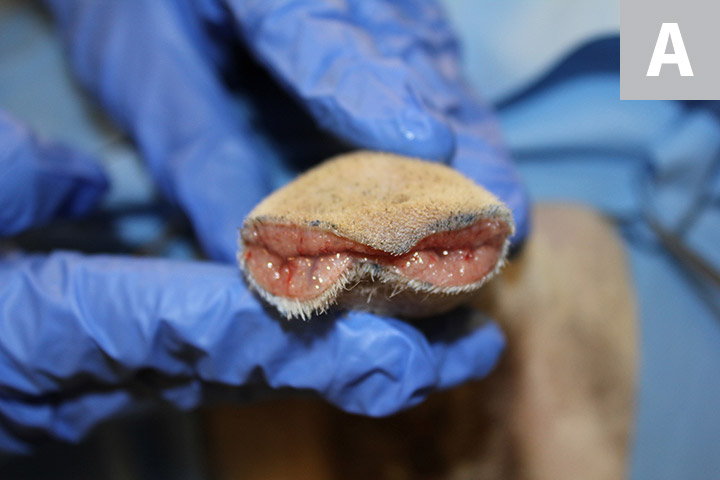 Therapeutic Tail Amputation | Clinician's Brief