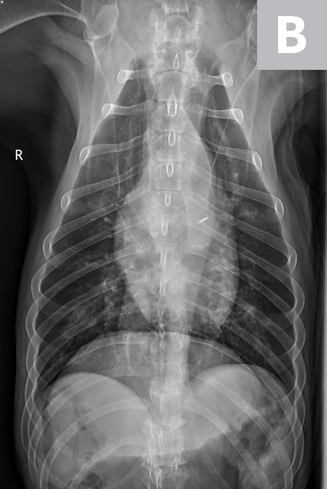 Chronic Coughing in a Yorkshire Terrier | Clinician's Brief