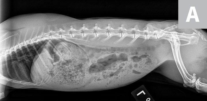 Postoperative Anorexia in a Rabbit | Clinician's Brief