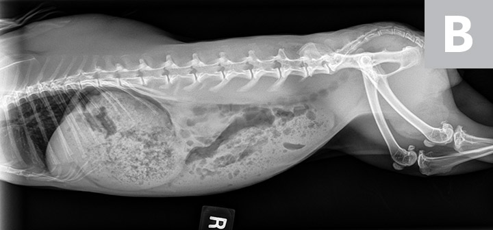 Postoperative Anorexia in a Rabbit | Clinician's Brief