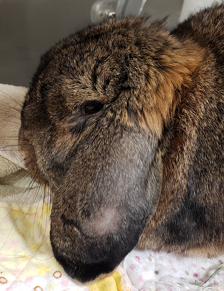 Postoperative Anorexia in a Rabbit | Clinician's Brief