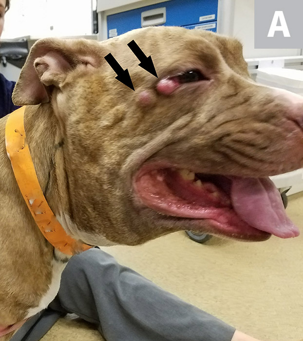 Tumor Grading & Staging in Dogs | Clinician's Brief
