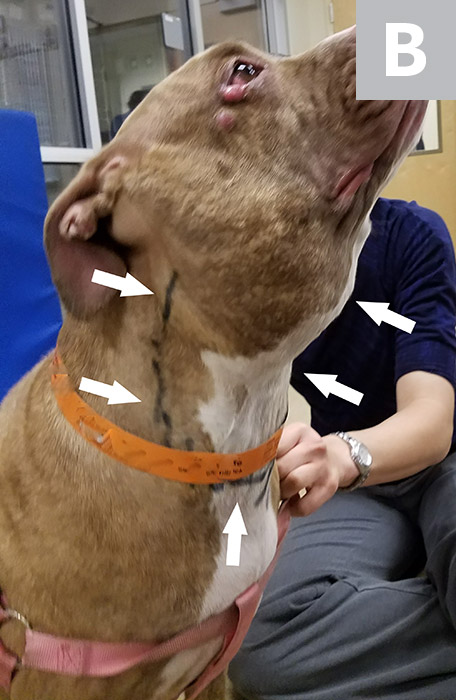 Tumor Grading & Staging in Dogs | Clinician's Brief