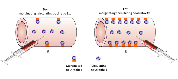 Top 5 Leukogram Patterns Associated with Abnormal Neutrophil ...