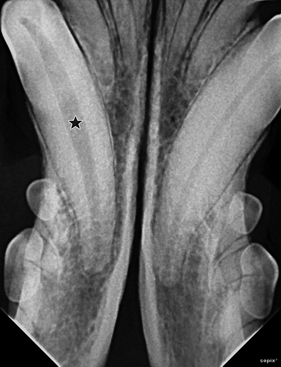 Interpreting Dental Radiographs | Clinician's Brief
