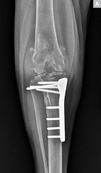 Histiocytic Sarcoma Imaging in Dogs | Clinician's Brief