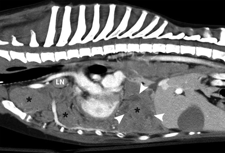 Histiocytic Sarcoma Imaging in Dogs | Clinician's Brief