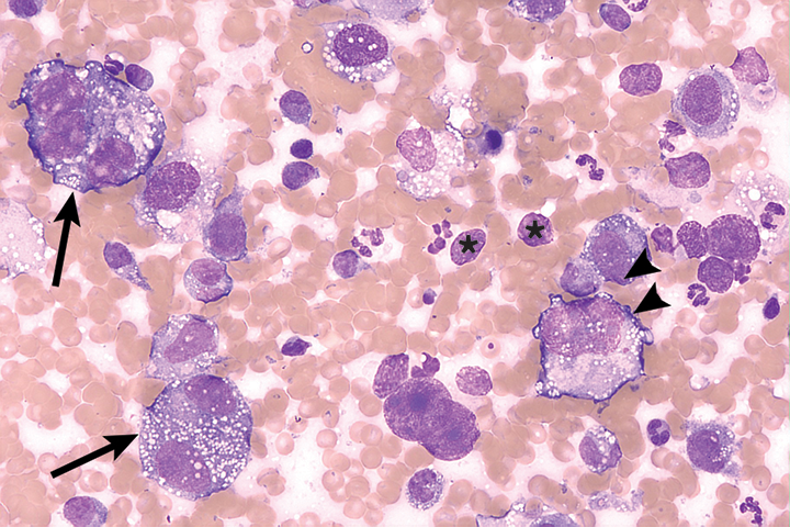 Histiocytic Sarcoma Imaging in Dogs | Clinician's Brief