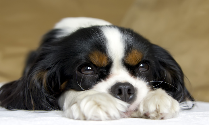 Measuring Vertebral Left Atrial Size in Dogs | Clinician's Brief