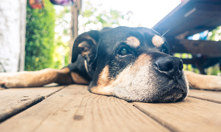 Differential Diagnosis: Splenomegaly in Dogs | Clinician's Brief