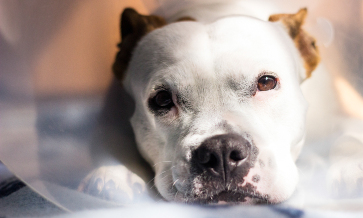 Testing for Marijuana Toxicity in Dogs | Clinician's Brief