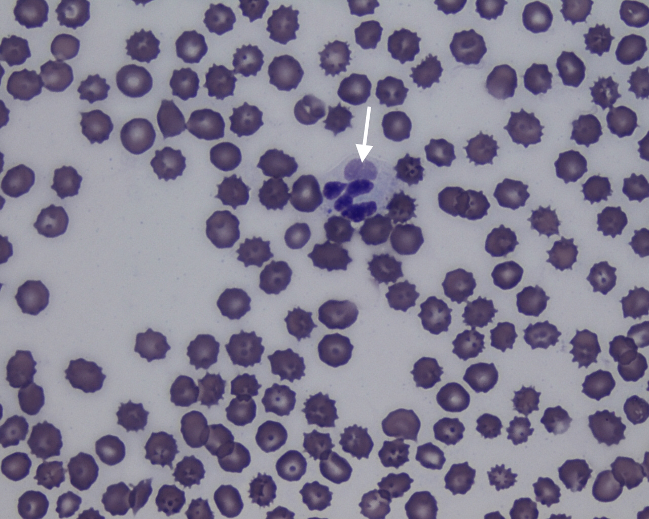 Distemper Causing Seizures in a Puppy | Clinician's Brief