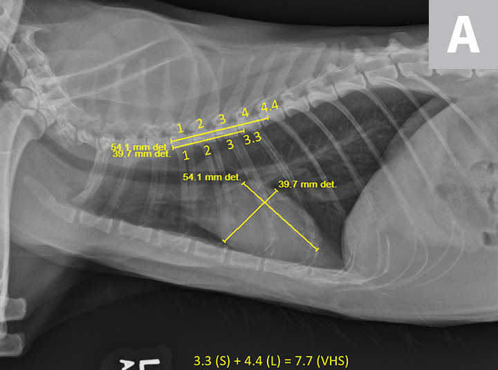 Measuring Vertebral Heart Scale in Cats | Clinician's Brief