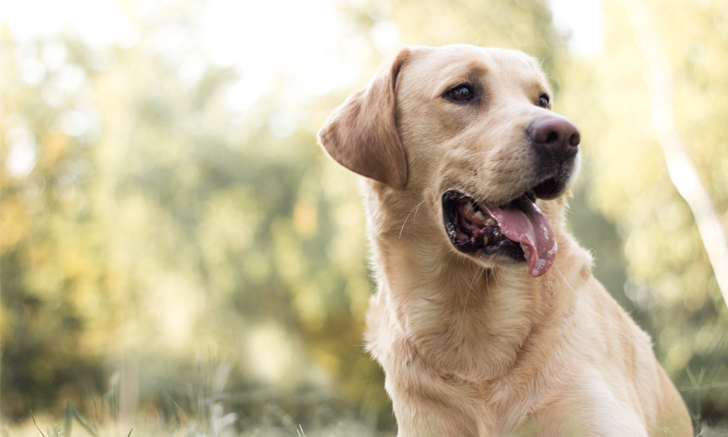 Optimal Propofol Infusion Rate in Dogs | Clinician's Brief