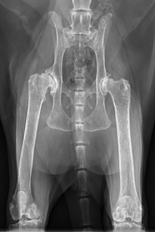 Hip Dysplasia Causing Osteoarthritis Pain in a Cat | Clinician's Brief
