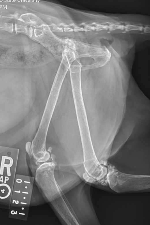 Hip Dysplasia Causing Osteoarthritis Pain in a Cat | Clinician's Brief