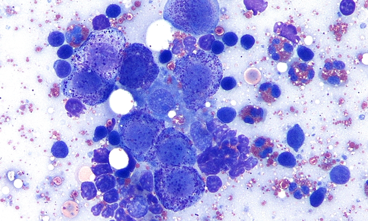 Differential Clinical Staging for Dogs with Low- & High-Risk Mast Cell ...
