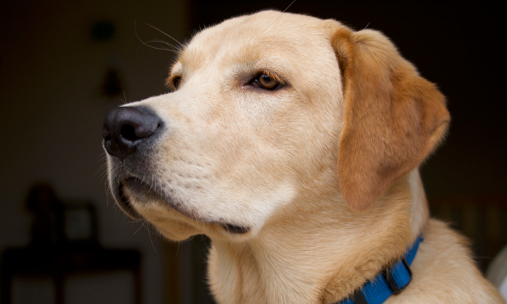 Canine Intrahousehold Interdog Aggression | Clinician's Brief