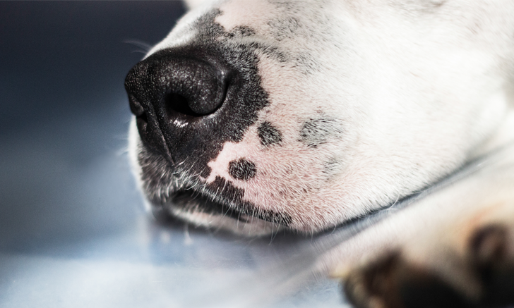 A New Kid on the Block: Using In-Clinic Sedation & Zenalpha with Dr ...