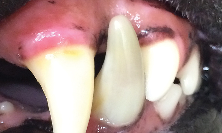 Determining Pulp Vitality of Stained Teeth in Dogs | Clinician's Brief