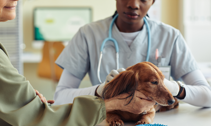 Medical Futility in Veterinary Practice | Clinician's Brief