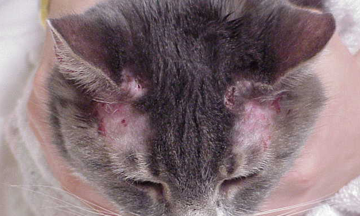Feline Hyperthyroid Treatment Causing Pruritus | Clinician's Brief