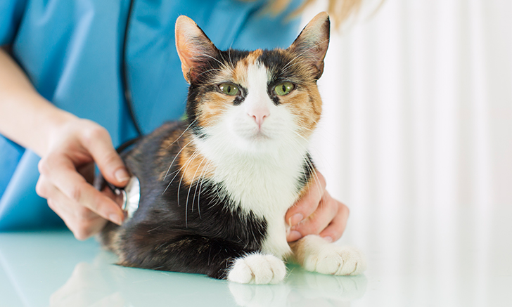 Clinical Challenge: The Coughing Cat | Clinician's Brief