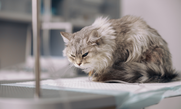 NSAIDs for Feline OVH: Study Takeaways | Clinician's Brief