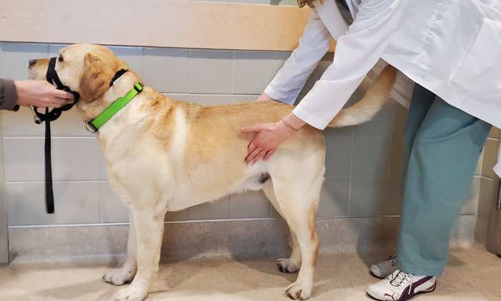 Step-by-Step Guide to Abdominal Exams in Dogs & Cats | Clinician's Brief