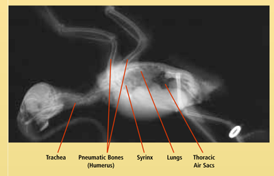 The Avian Respiratory System: Part 1 - The Body | Clinician's Brief