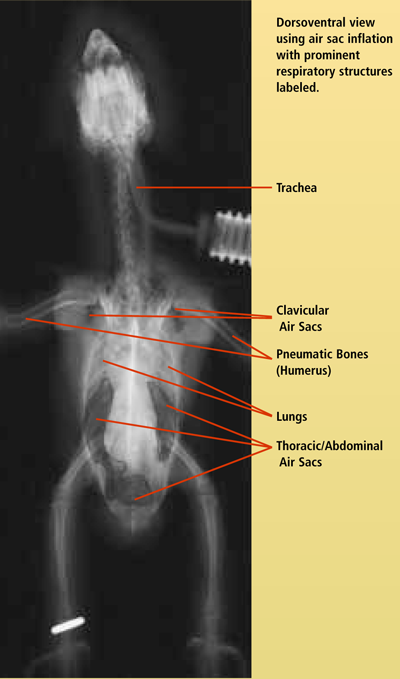 The Avian Respiratory System: Part 1 - The Body | Clinician's Brief