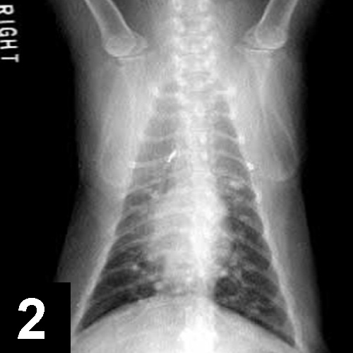 Feline Chronic Respiratory Disease | Clinician's Brief