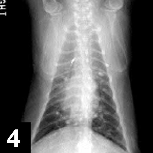 Feline Chronic Respiratory Disease | Clinician's Brief