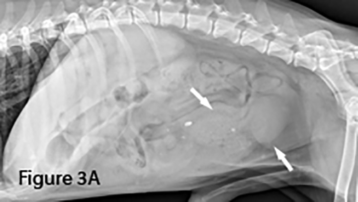 Imaging Intestinal Obstruction | Clinician's Brief