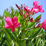 The 10 Most Toxic Plants | Clinician's Brief