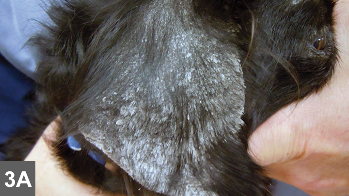 Canine Sebaceous Adenitis | Clinician's Brief