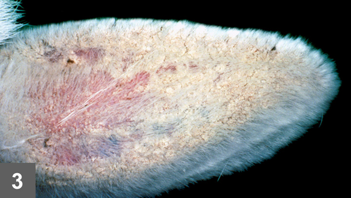 Zoonoses of Small Mammals | Clinician's Brief