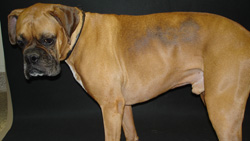 Canine Alopecic Dermatoses | Clinician's Brief