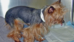 Canine Alopecic Dermatoses | Clinician's Brief