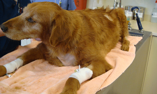 Thoracocentesis | Clinician's Brief