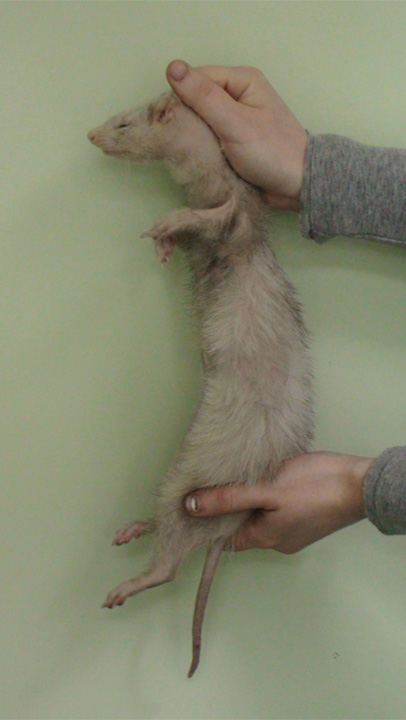 GI Disease in Ferrets | Clinician's Brief